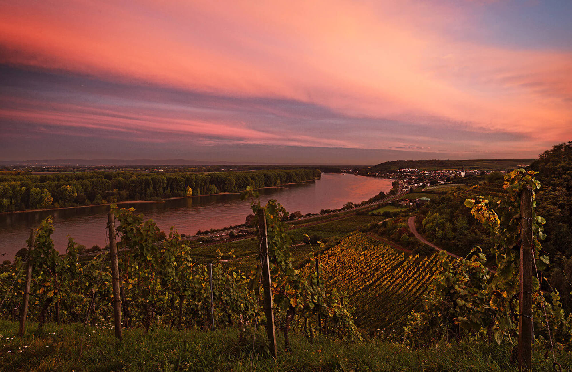 Rheinhessen - German Wines USA