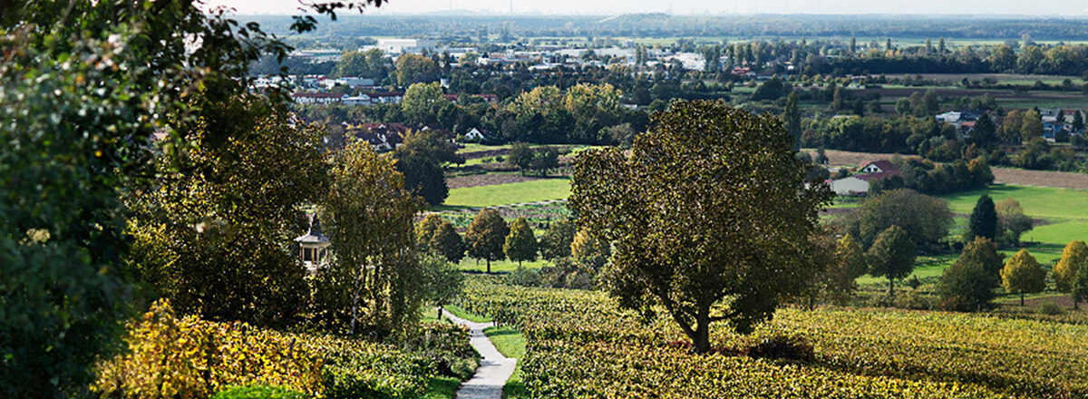 Hessische Bergstrasse - German Wines USA