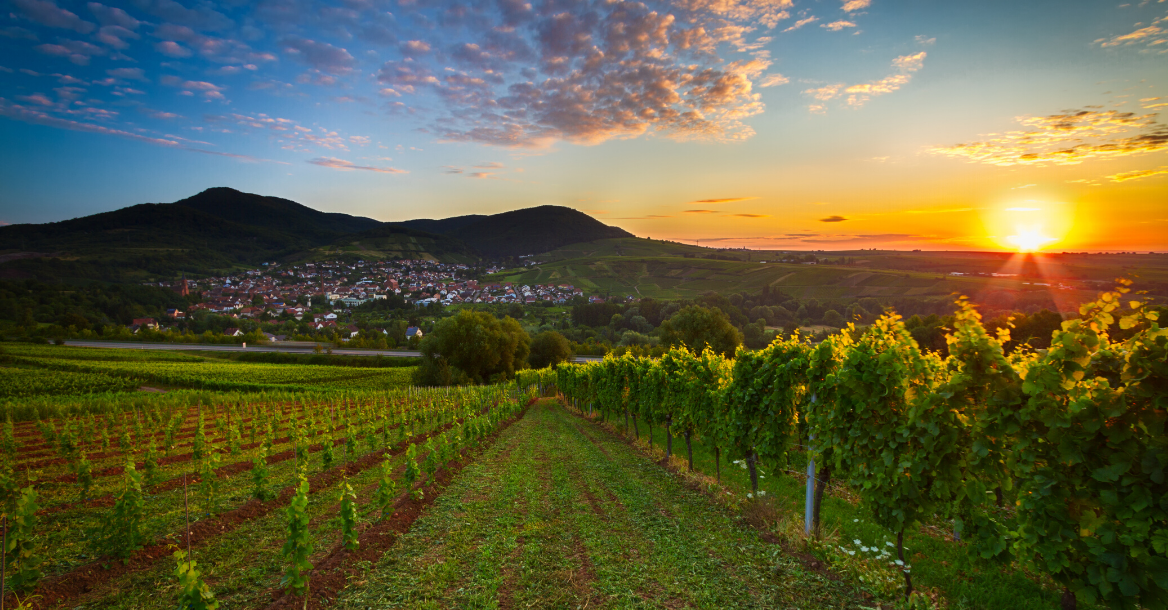 Germany’s Sunny, Warm, and Dry Summer Yields a Smaller but High Quality ...